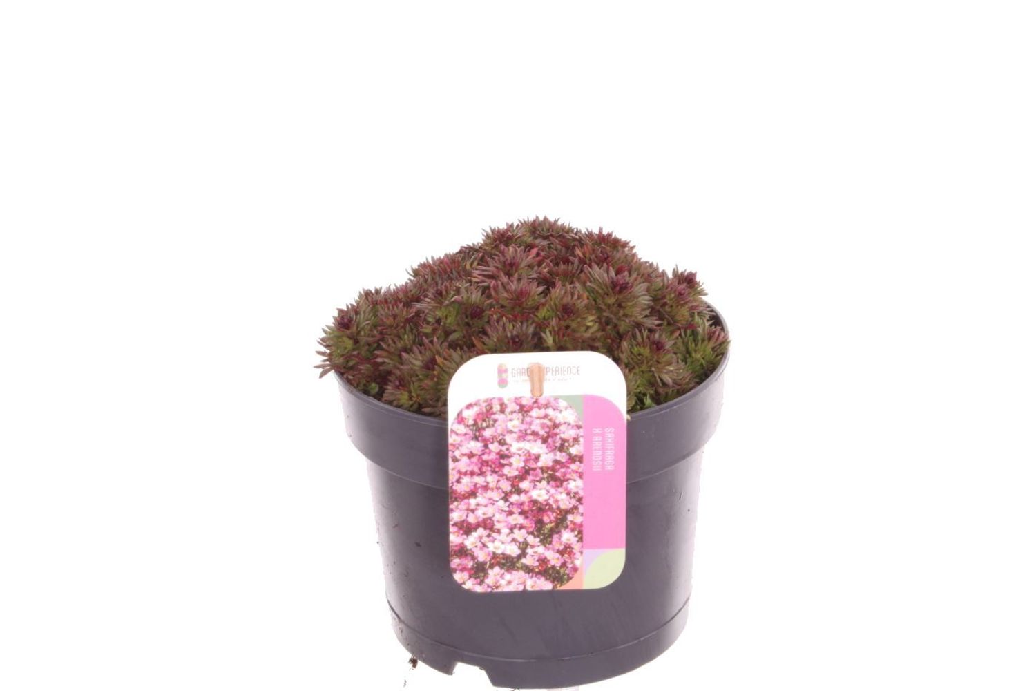 Saxifraga TOURAN DEEP RED — Plant Wholesale FlorAccess