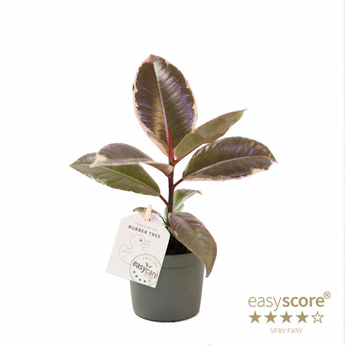 Ficus elastica 'Ruby' — Plant Wholesale FlorAccess