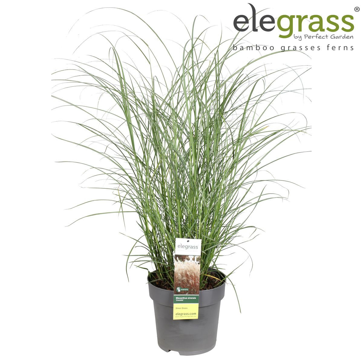 Miscanthus sinensis 'Ards Angel' — Plant Wholesale FlorAccess