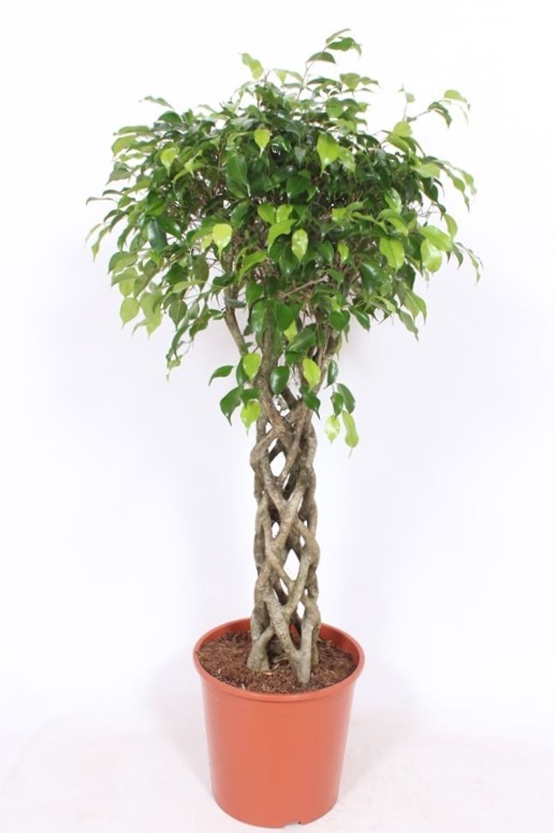 Ficus benjamina 'Exotica' — Plant Wholesale FlorAccess