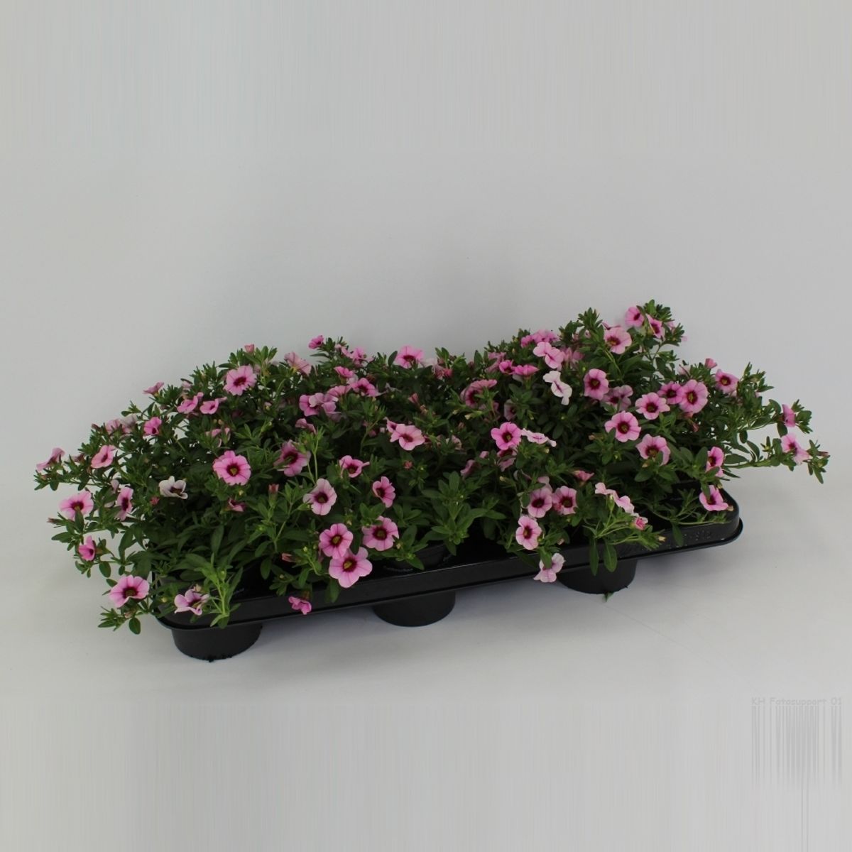 Calibrachoa MINIFAMOUS NEO PINK RED EYE — Plant Wholesale FlorAccess