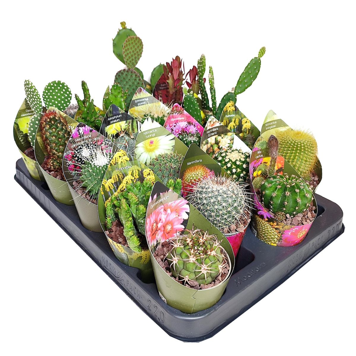 Cactus MIX — Plant Wholesale FlorAccess