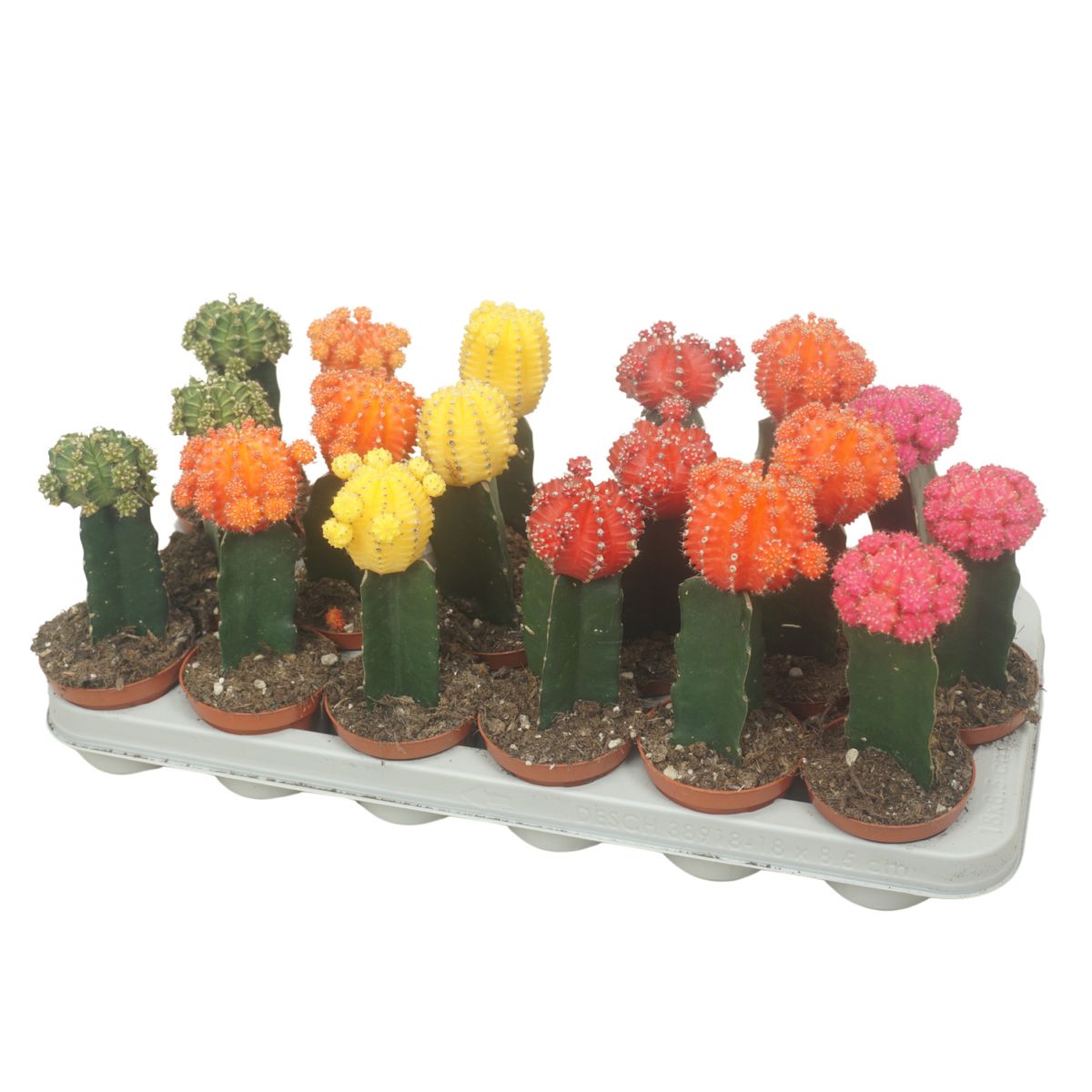 Gymnocalycium MIX — Plant Wholesale FlorAccess