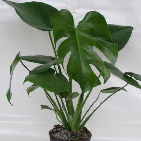 Monstera deliciosa — Рослини оптом FlorAccess