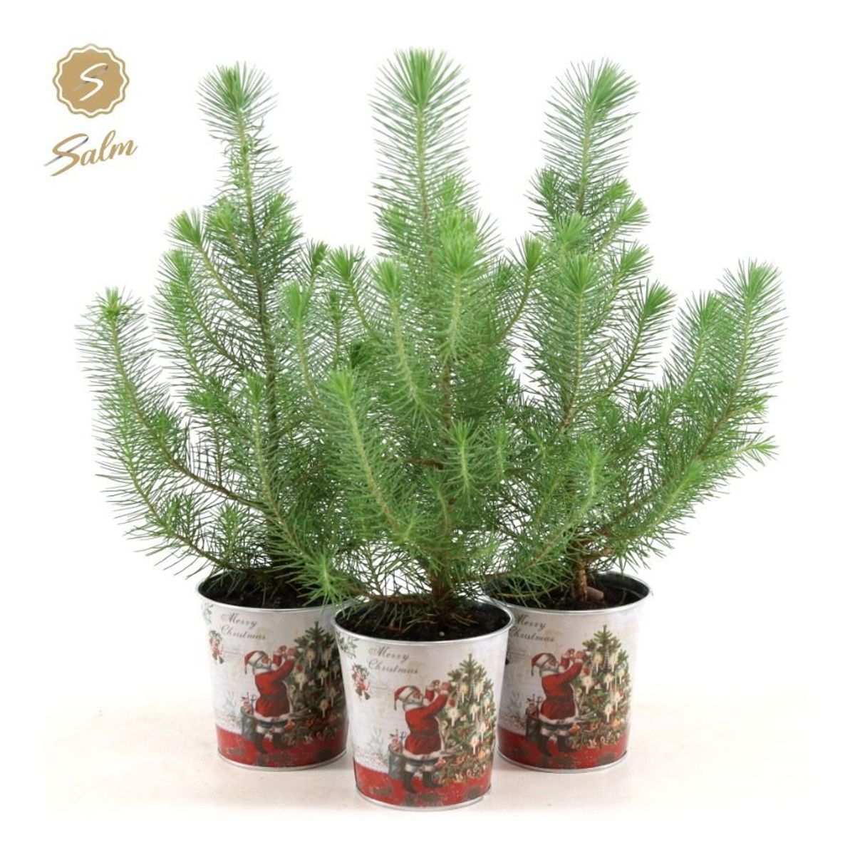 Pinus pinea 'Silver Crest' — Plant Wholesale FlorAccess