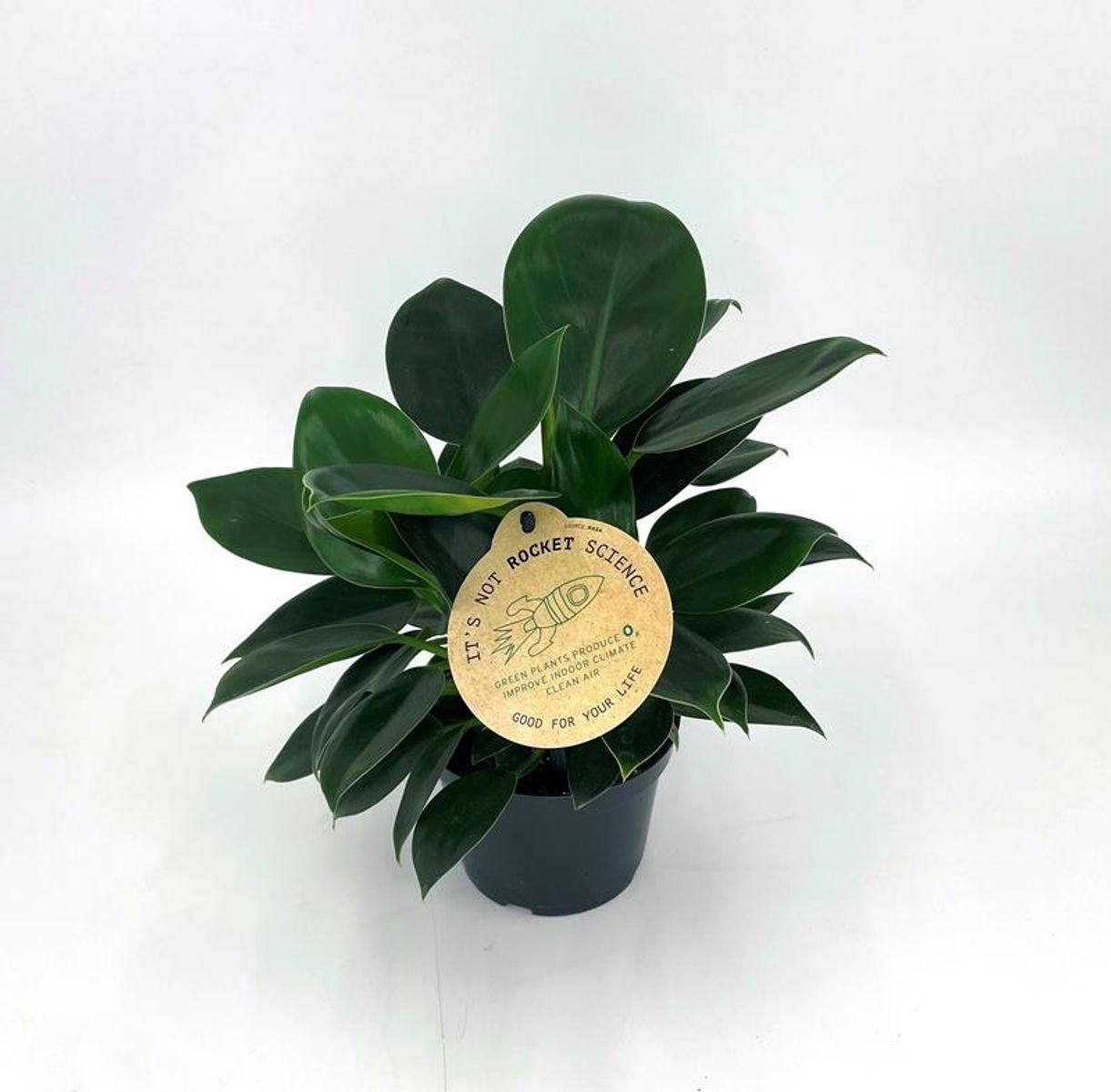 Philodendron 'Green Princess' — Plant Wholesale FlorAccess