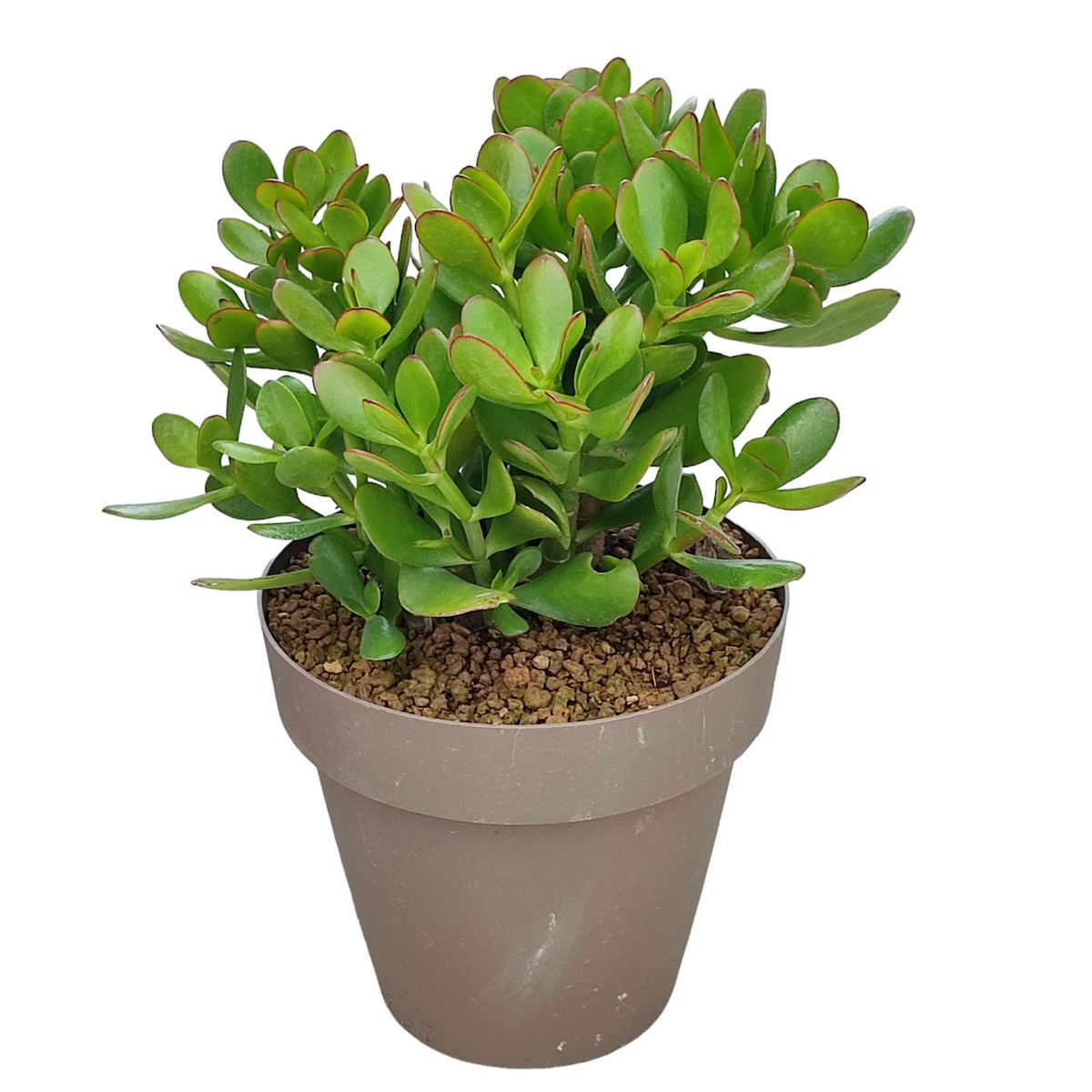 Crassula ovata — Plant Wholesale FlorAccess