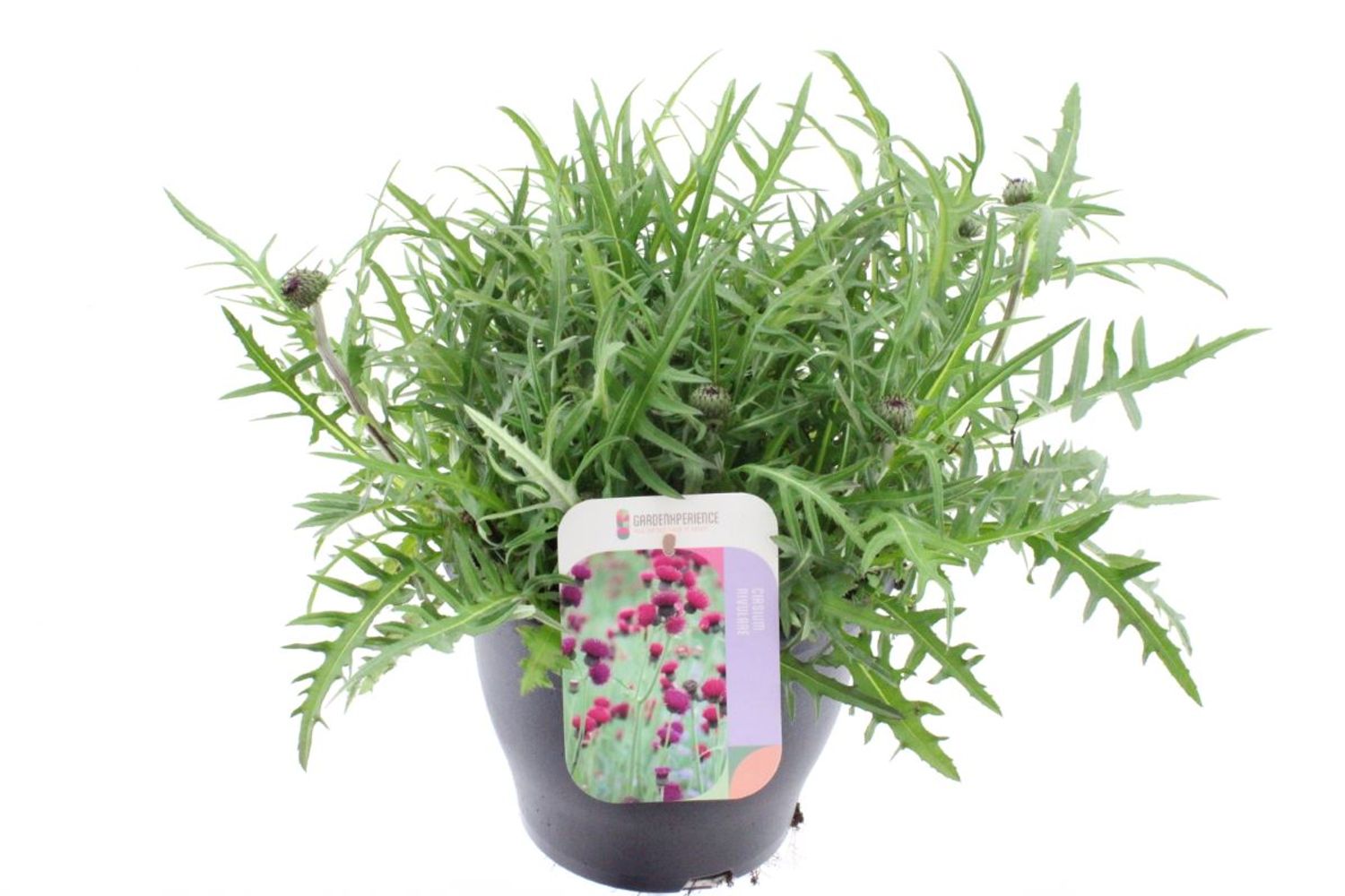 Cirsium rivulare 'Trevors Blue Wonder' — Plant Wholesale FlorAccess