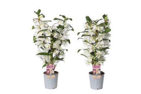 Dendrobium nobile SPRING DREAM STAR CLASS APOLLON — Plant Wholesale ...