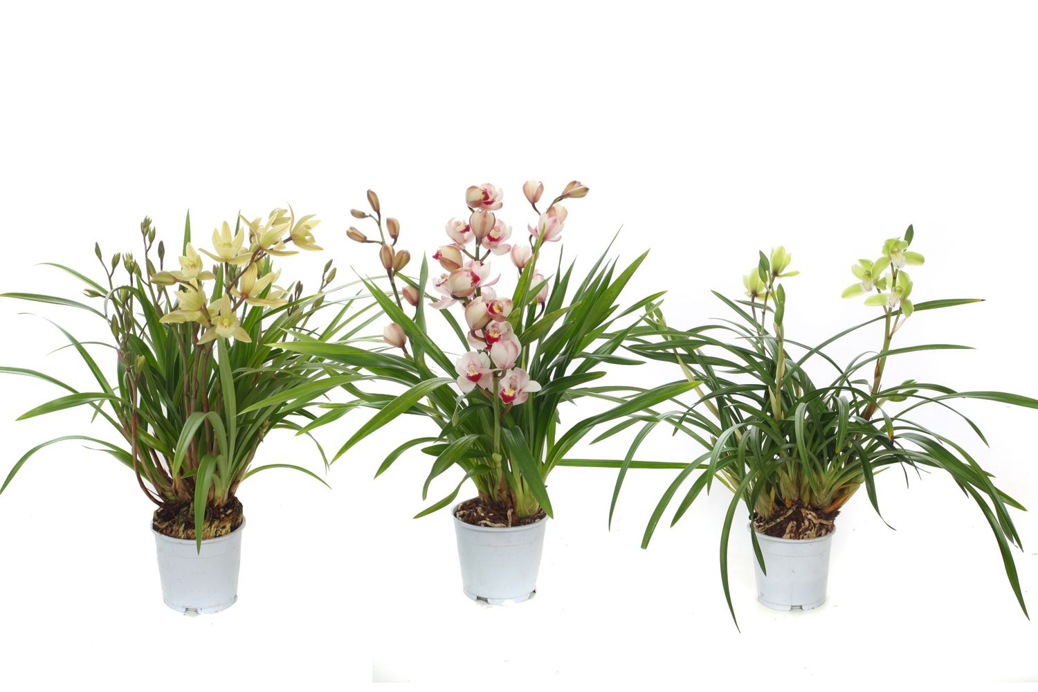 Cymbidium WILD MIX — Plant Wholesale FlorAccess