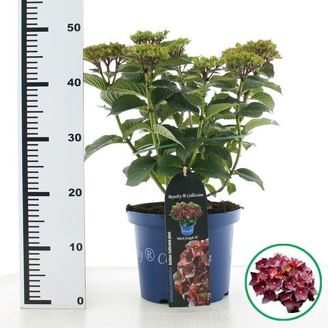 Hydrangea macrophylla ROYALTY COLLECTION BLACK KNIGHT — Рослини оптом ...