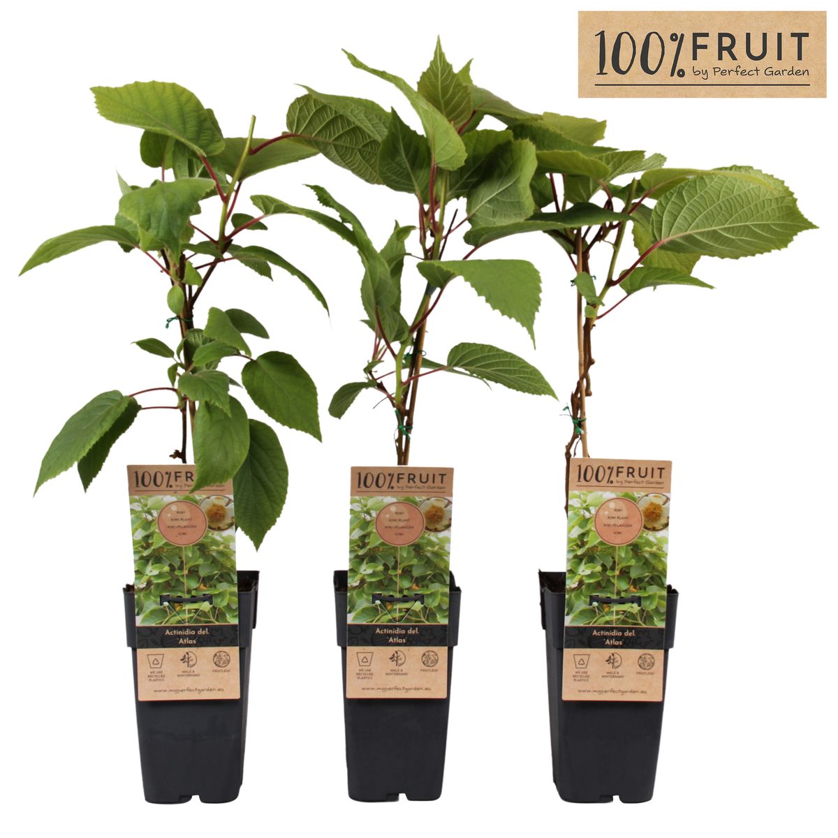 Actinidia deliciosa 'Atlas' — Plant Wholesale FlorAccess