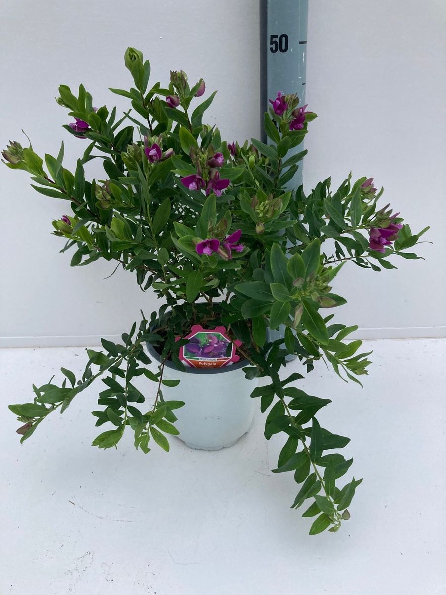 Polygala myrtifolia — Plant Wholesale FlorAccess