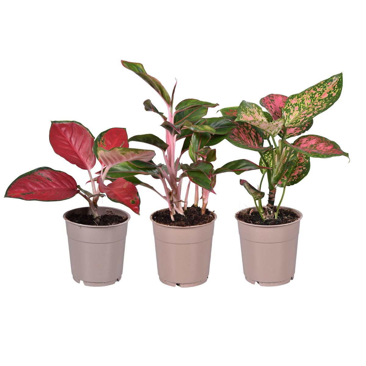 Aglaonema MIX — Plant Wholesale FlorAccess