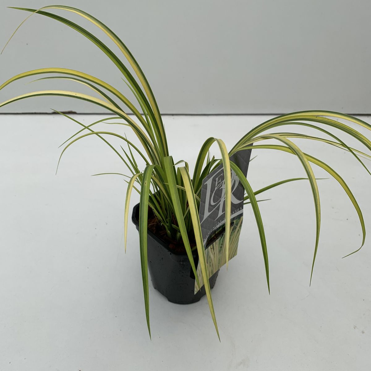 Acorus gramineus 'Ogon' — Plant Wholesale FlorAccess