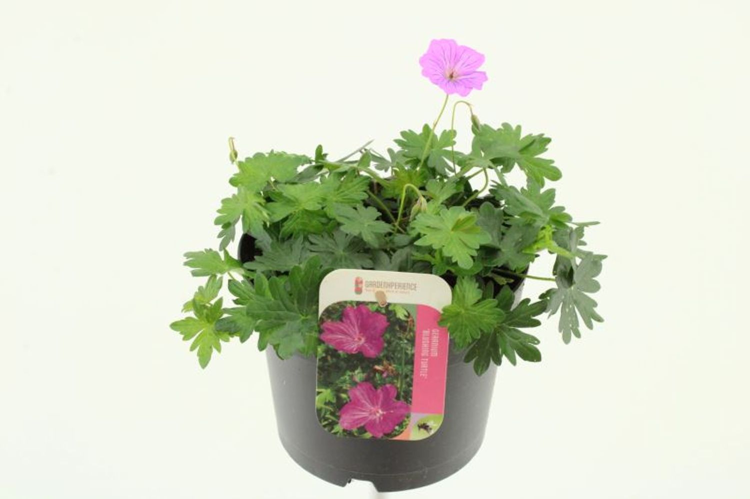 Geranium 'Blushing Turtle' — Рослини оптом FlorAccess