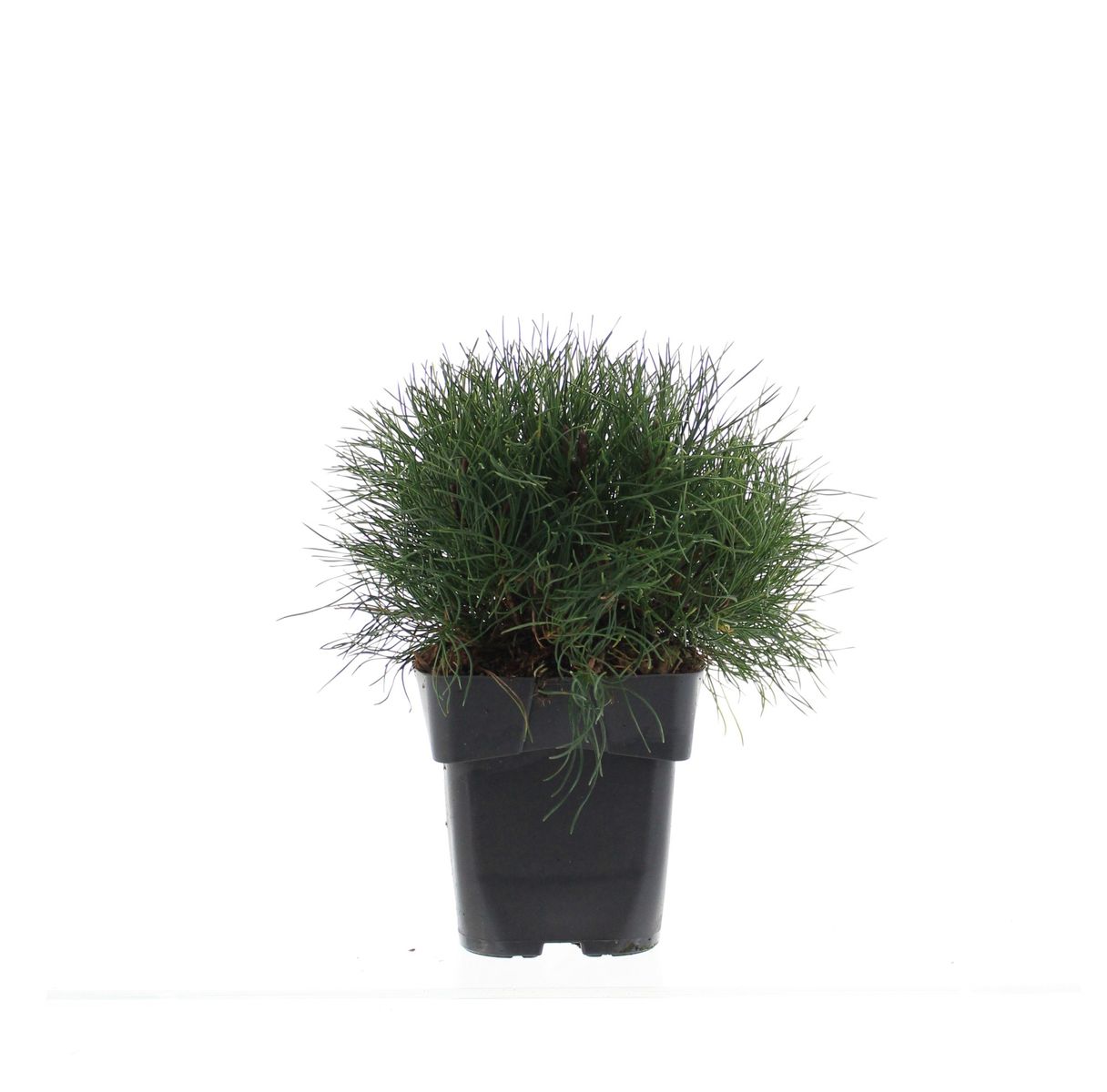 Pinus mugo mugo — Plant Wholesale FlorAccess