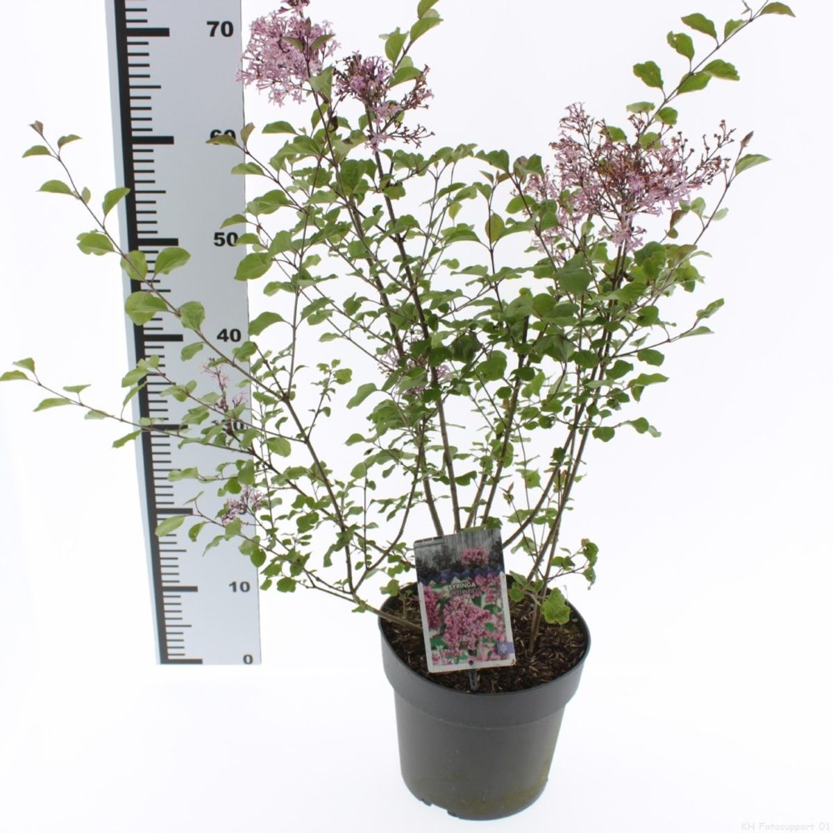Syringa 'Red Pixie' — Plant Wholesale FlorAccess