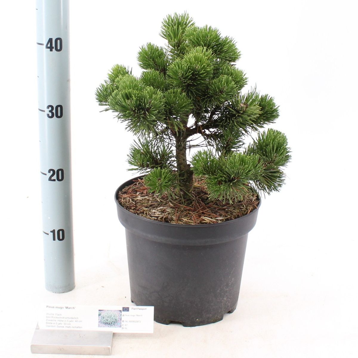 Pinus mugo 'March' — Plant Wholesale FlorAccess