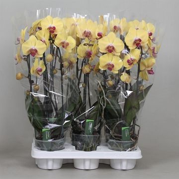 Phalaenopsis GOLDION — Plant Wholesale FlorAccess