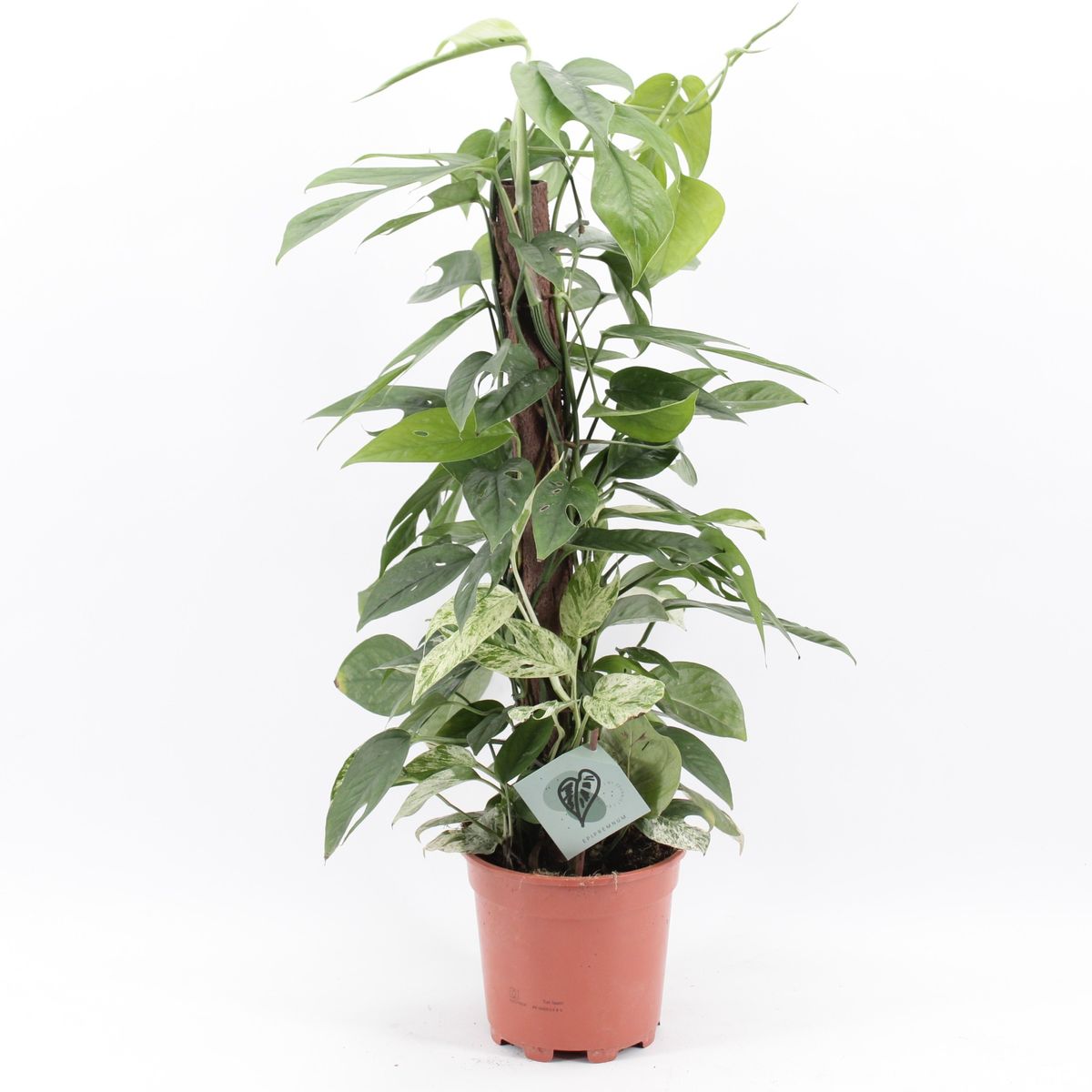 Epipremnum pinnatum 'Marble Variegata' — Plant Wholesale FlorAccess