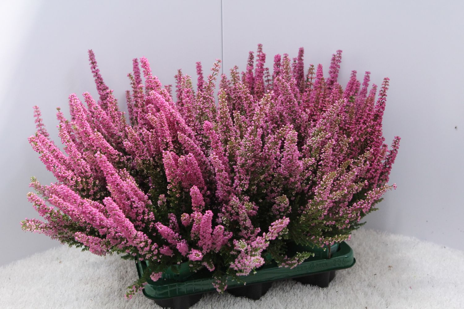 Erica gracilis BEAUTY QUEEN MIX — Plant Wholesale FlorAccess