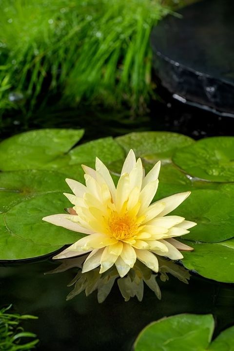 Nymphaea 'Yellow Supan' — Plant Wholesale FlorAccess