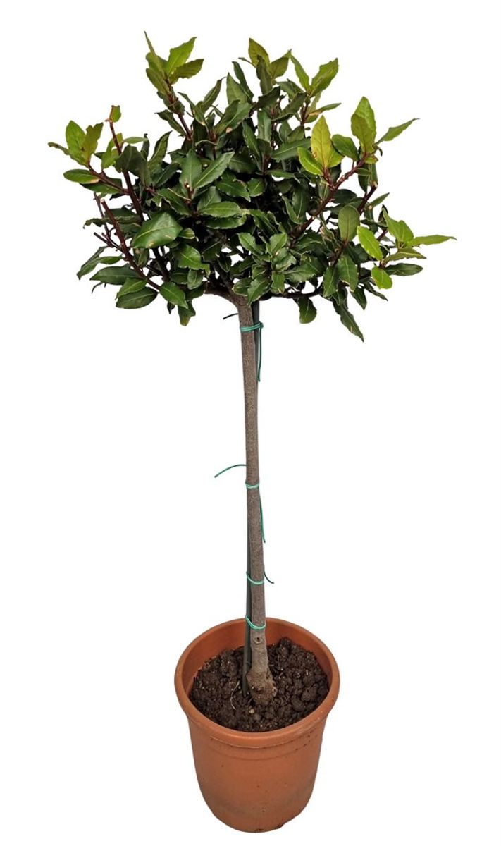 Laurus nobilis — Plant Wholesale FlorAccess