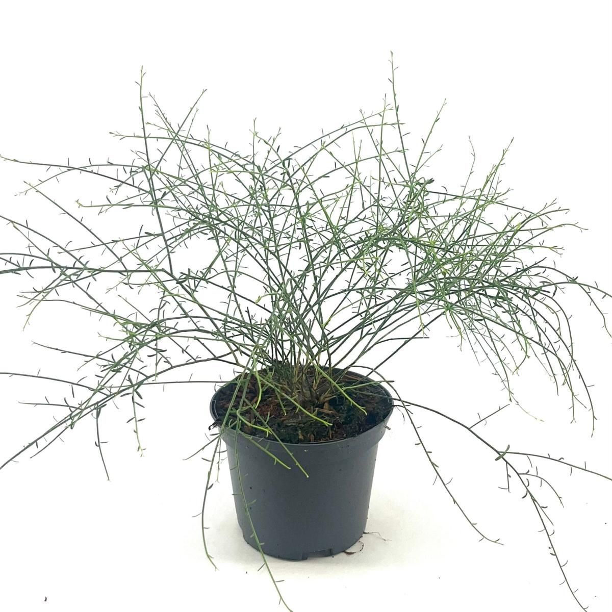 Genista lydia — Plant Wholesale FlorAccess