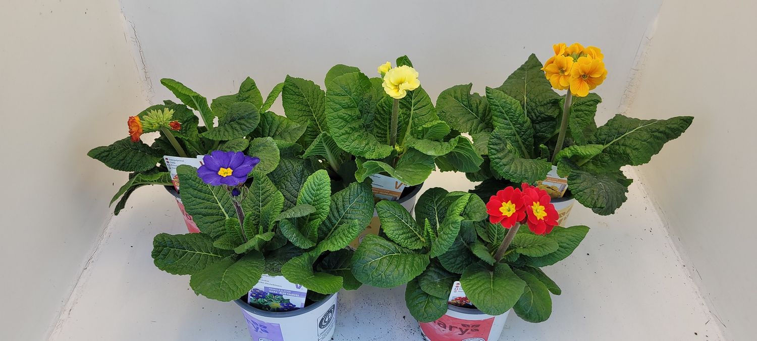 Primula INARA MIX — Plant Wholesale FlorAccess