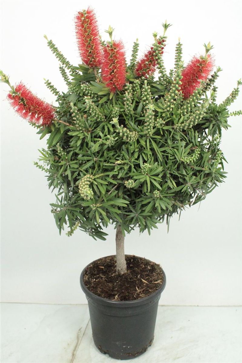 Callistemon viminalis 'Captain Cook' — Plant Wholesale FlorAccess