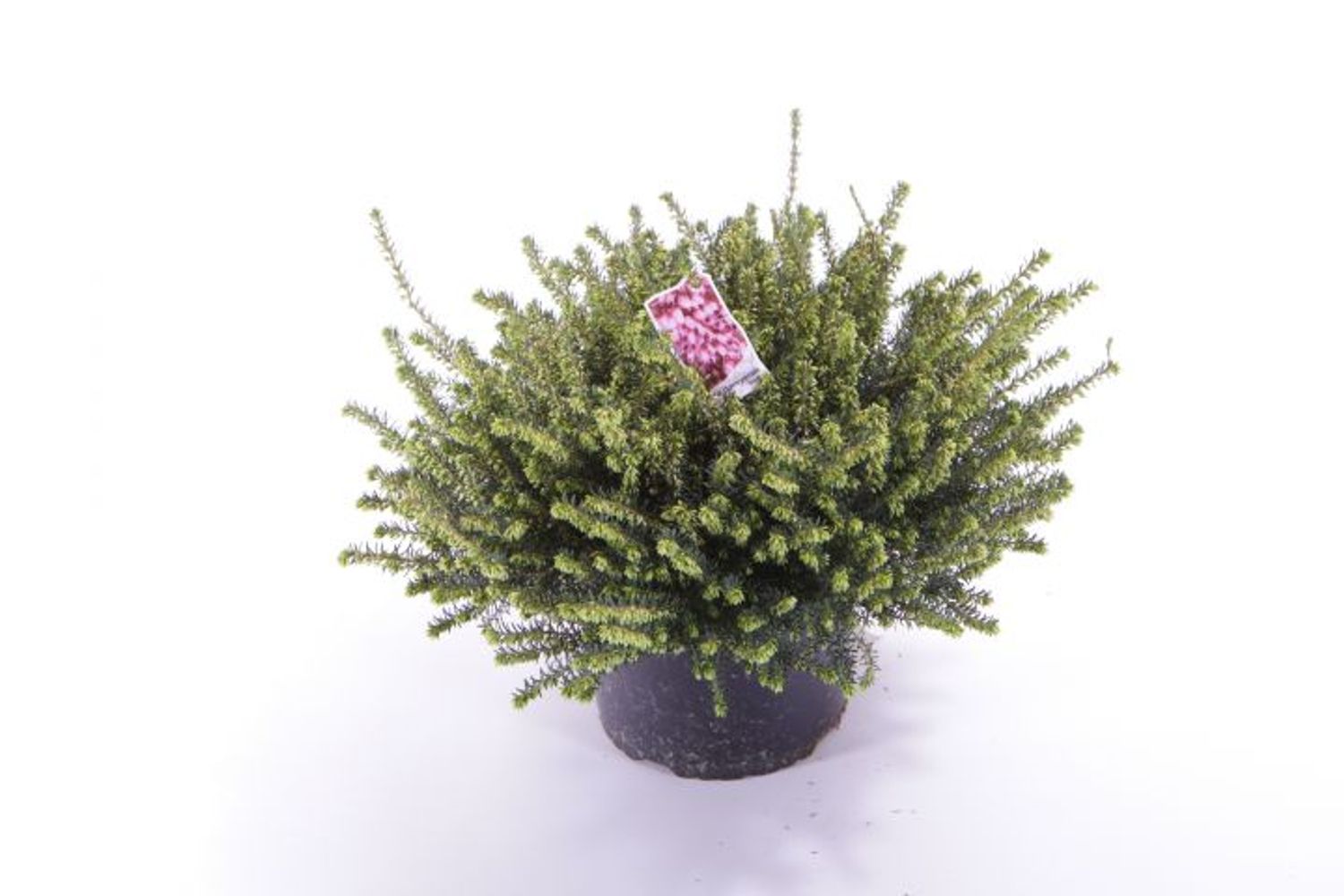 Erica x darleyensis 'Darley Dale' — Plant Wholesale FlorAccess