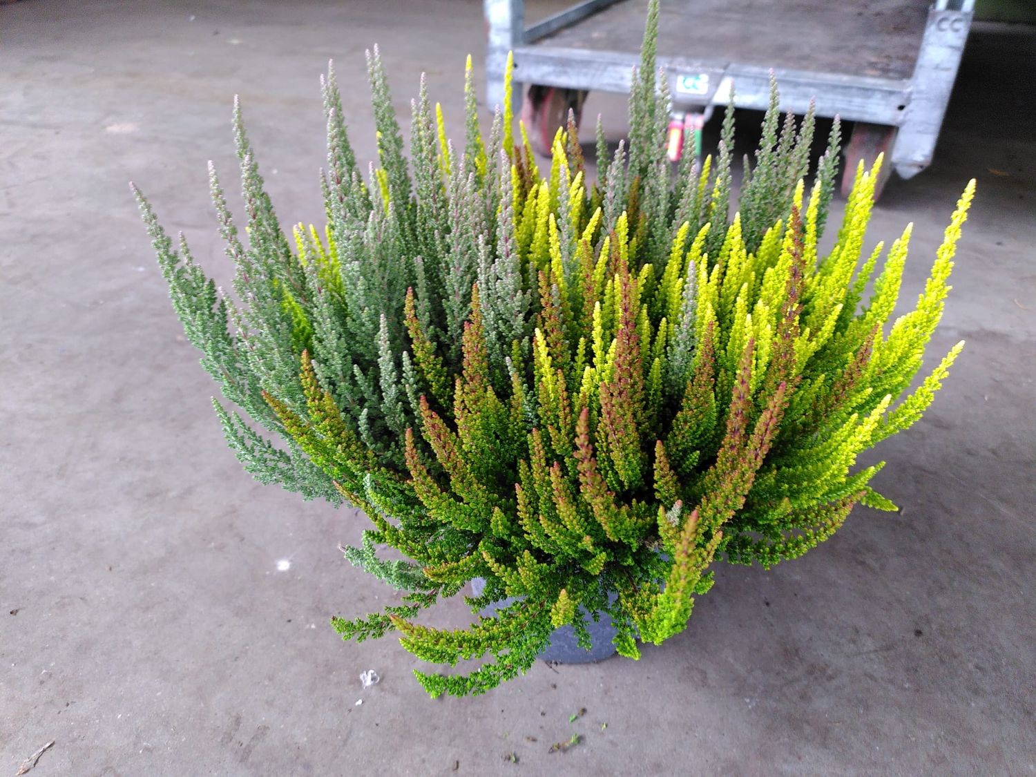 Calluna vulgaris SKYLINE MIX IN POT — Grossiste en Plantes FlorAccess