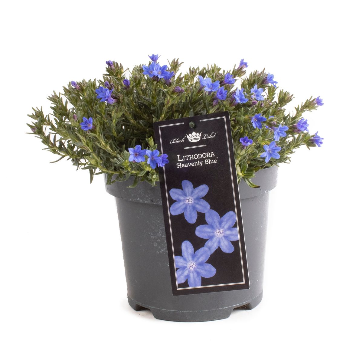 Glandora diffusa 'Heavenly Blue' — Plant Wholesale FlorAccess