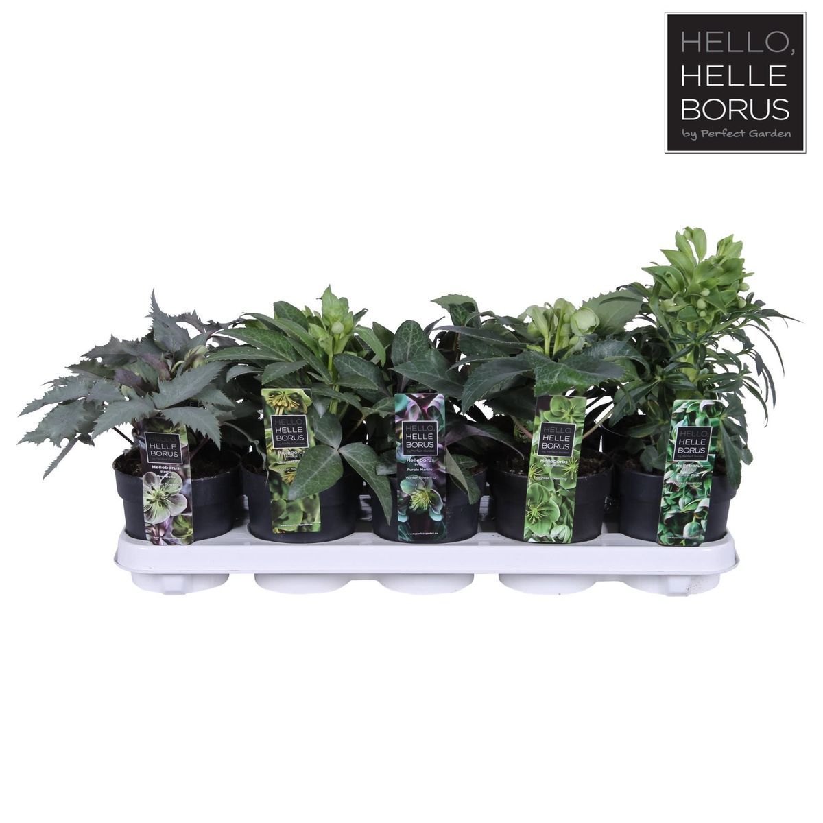 Helleborus MIX — Plant Wholesale FlorAccess