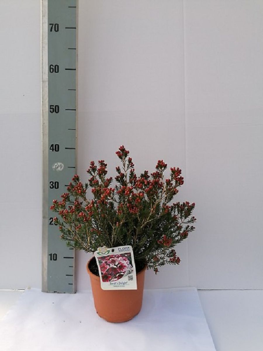 Chamelaucium 'Sarah's Delight' — Grossiste en Plantes FlorAccess
