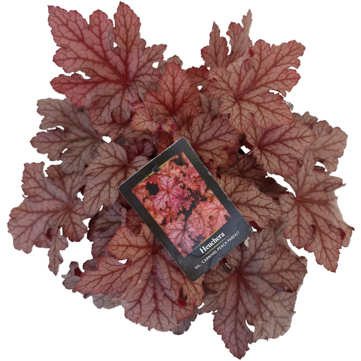 Heuchera 'Carnival Peach Parfait' — Plant Wholesale FlorAccess