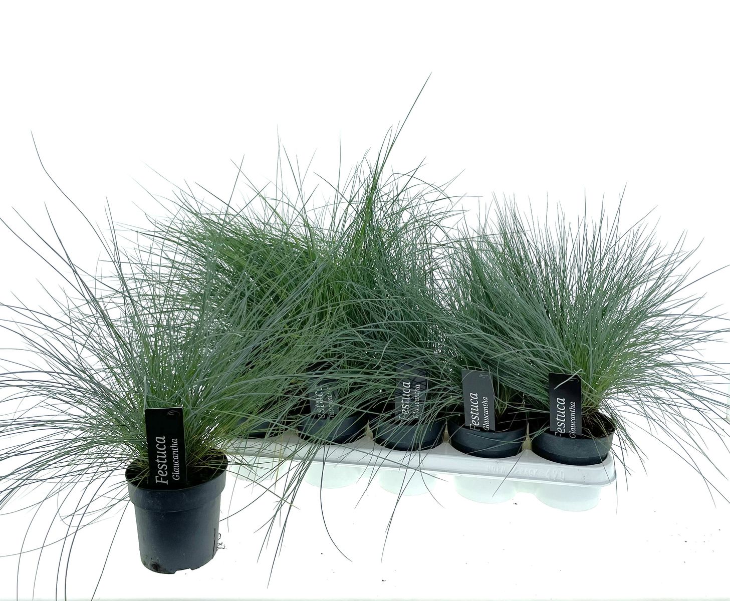 Festuca valesiaca 'Glaucantha' — Plant Wholesale FlorAccess