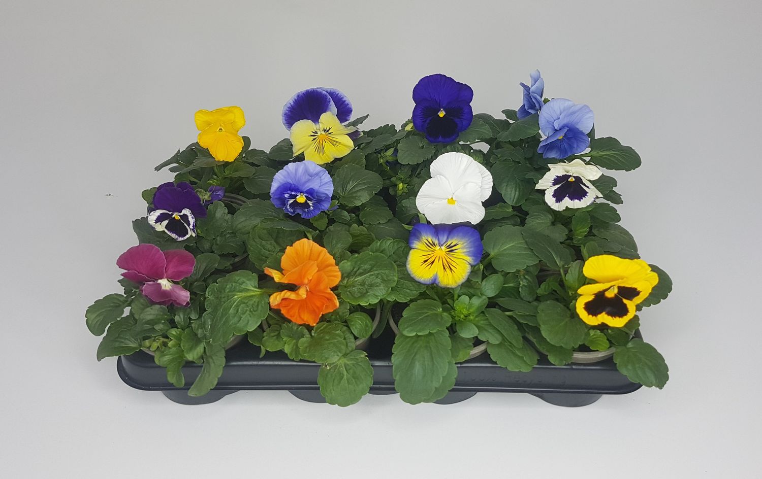 Viola x wittrockiana MIX — Plant Wholesale FlorAccess