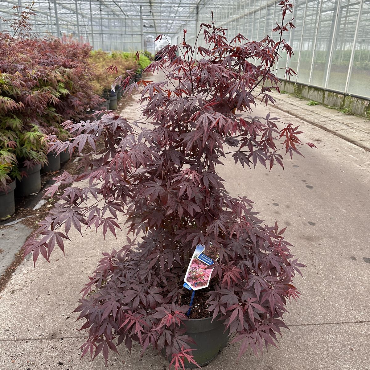 Acer palmatum 'Atropurpureum' — Рослини оптом FlorAccess