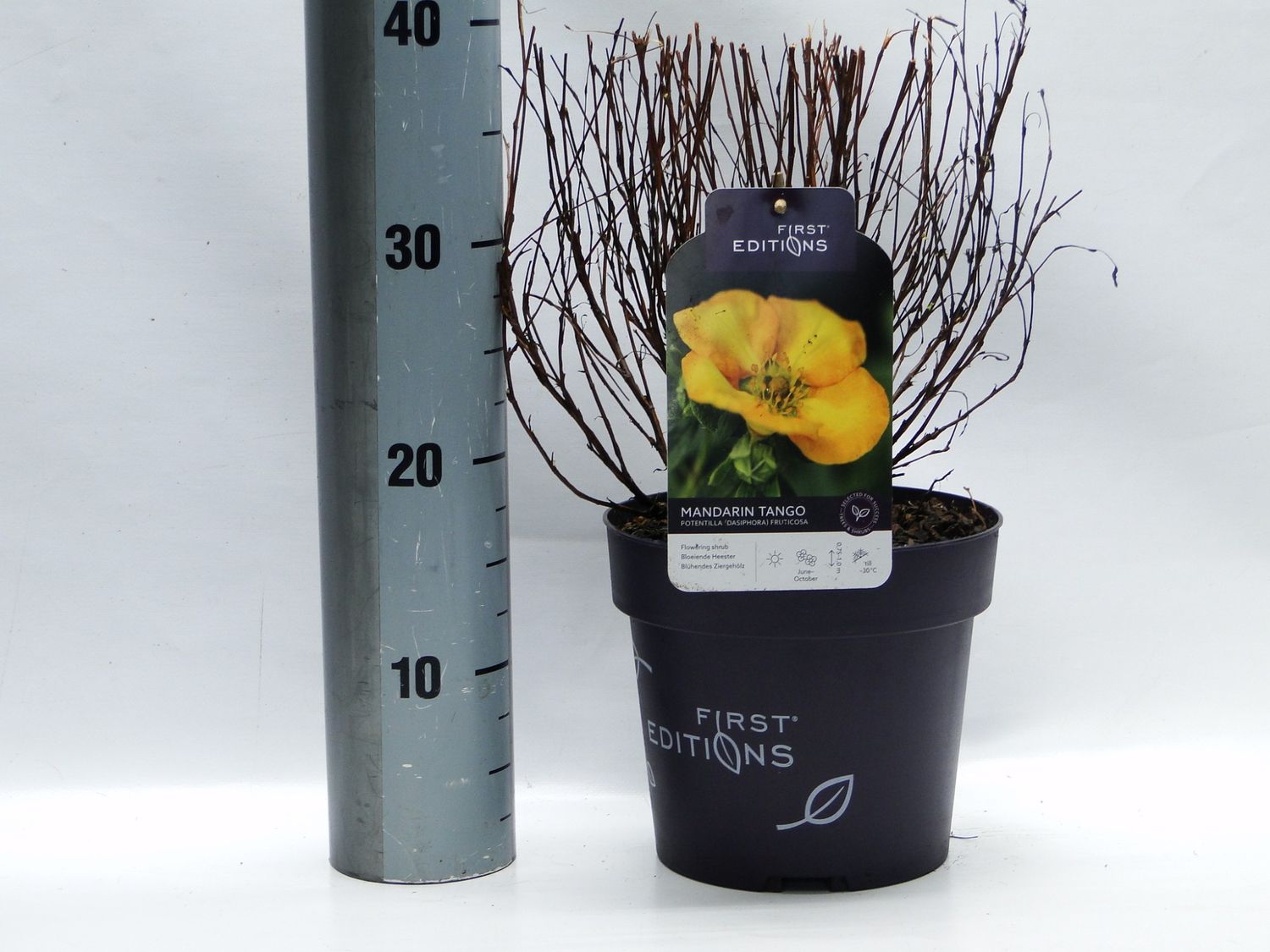Potentilla fruticosa MANDARIN TANGO — Plant Wholesale FlorAccess