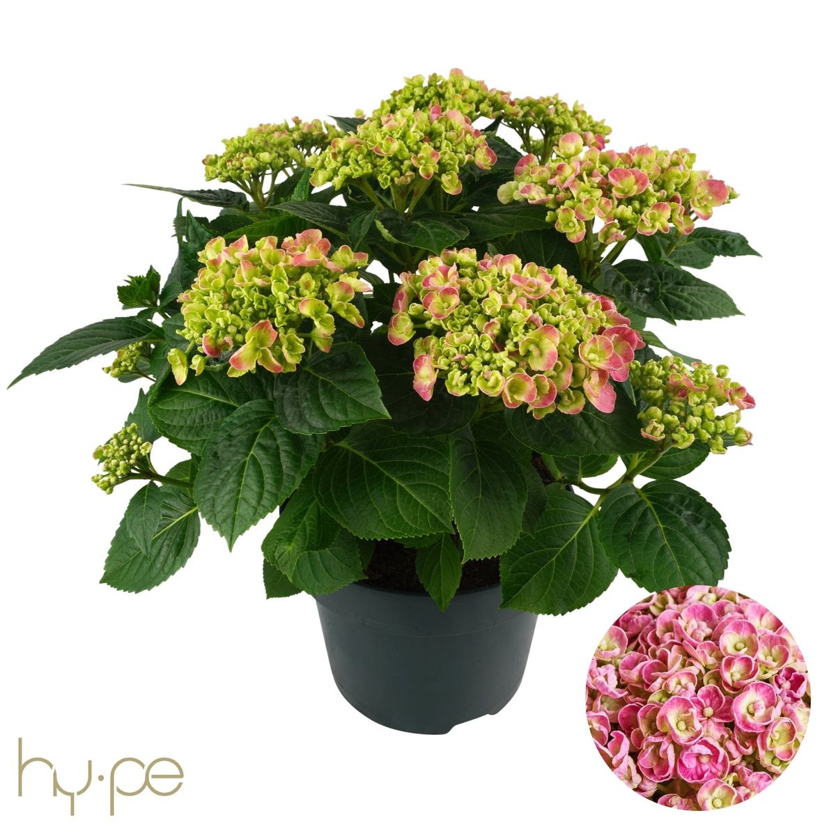 Hydrangea macrophylla CURLY WURLY PINK — Plant Wholesale FlorAccess