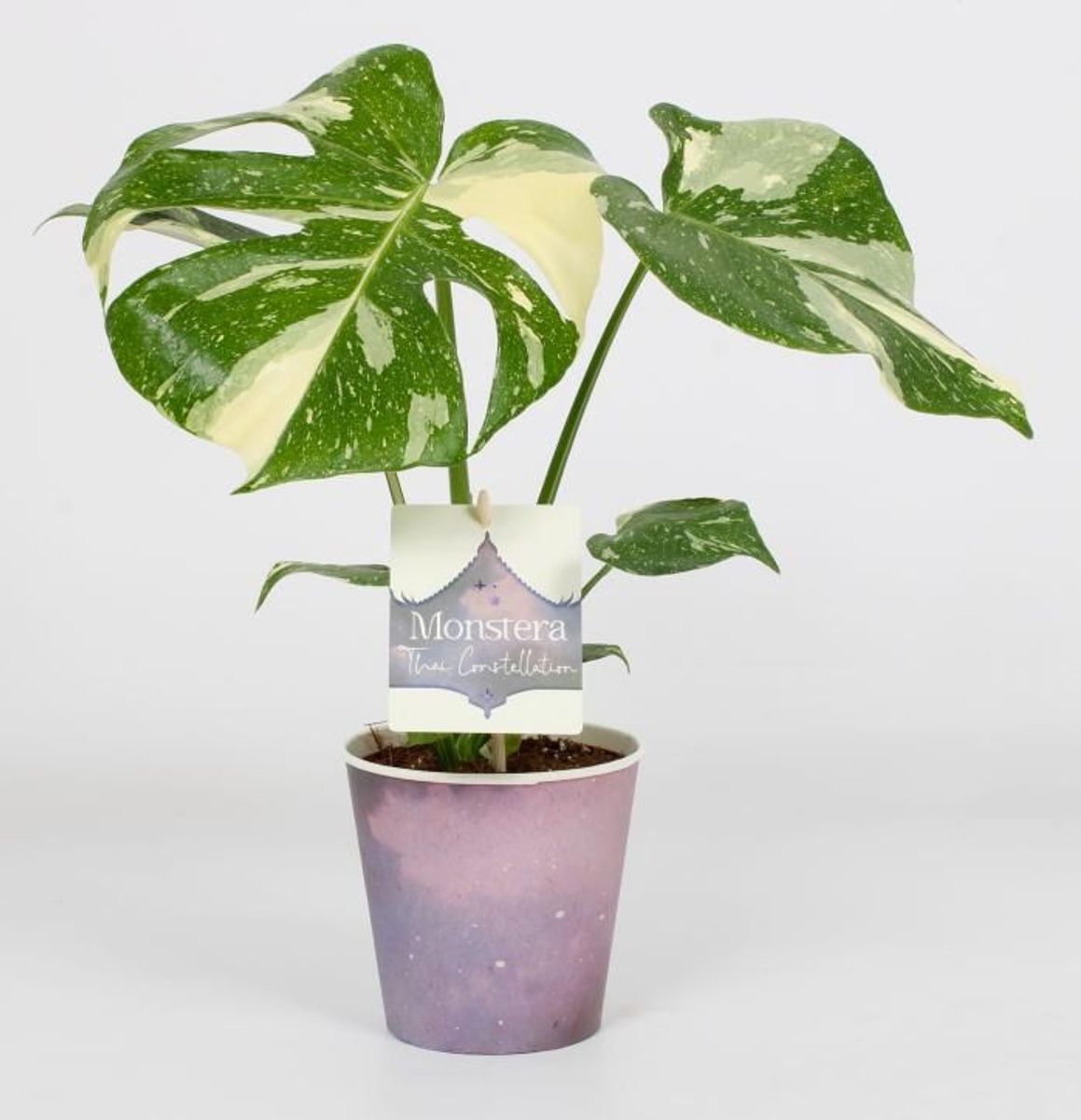 Monstera 'Thai Constellation' — Plant Wholesale FlorAccess
