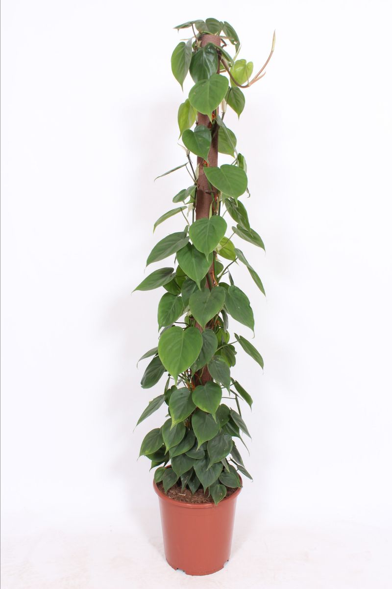 Philodendron scandens — Plant Wholesale FlorAccess