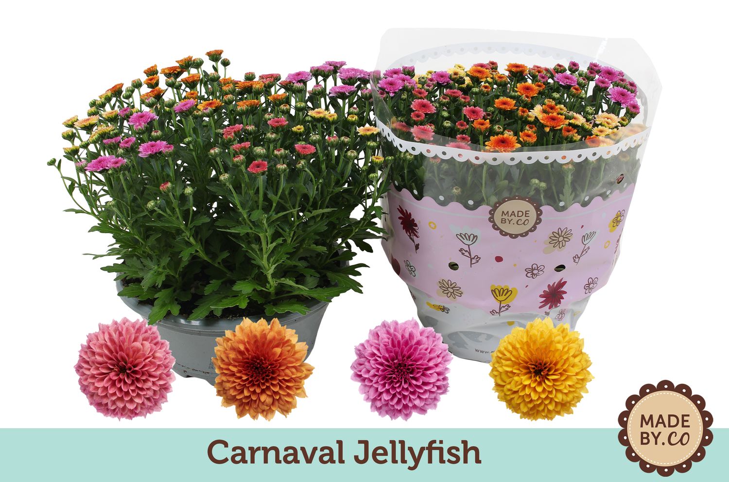 Chrysanthemum JELLYFISH MIX IN POT — Plant Wholesale FlorAccess