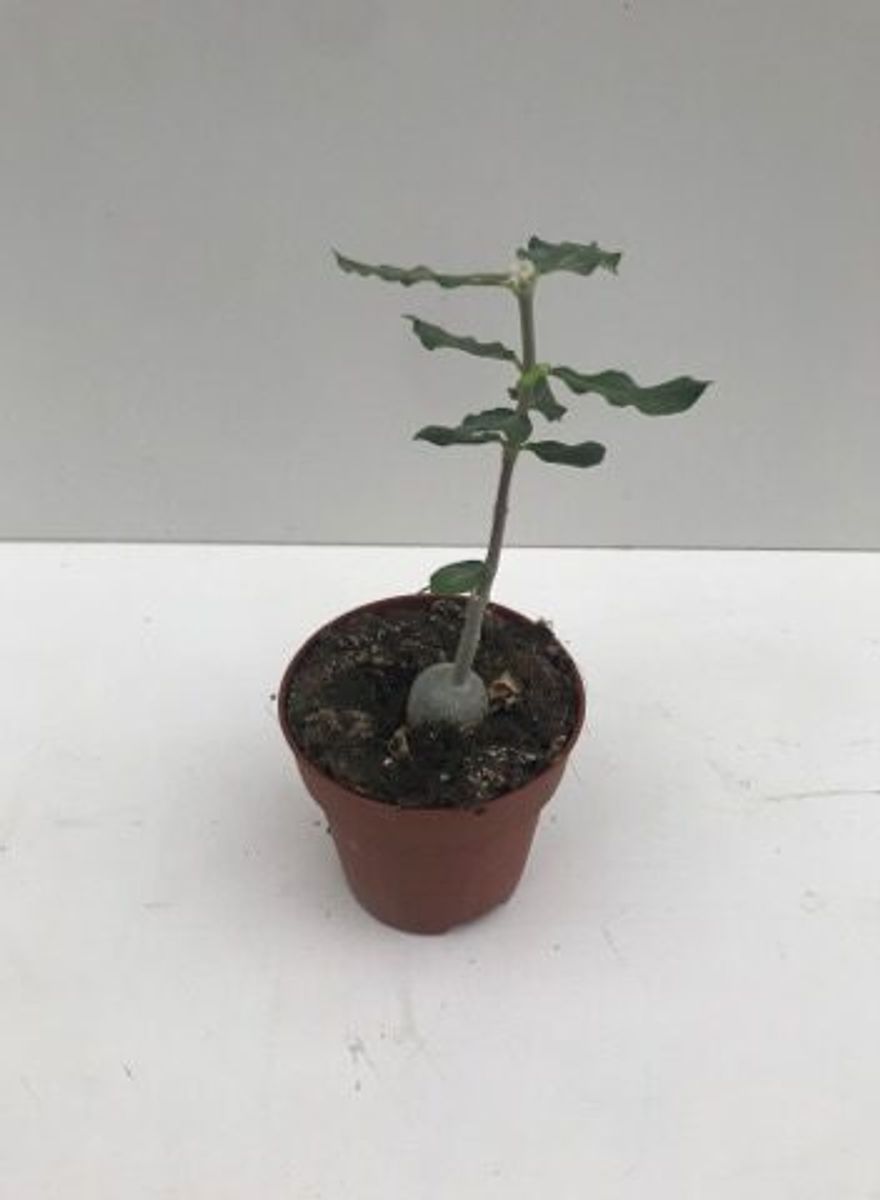 Fockea edulis — Plant Wholesale FlorAccess