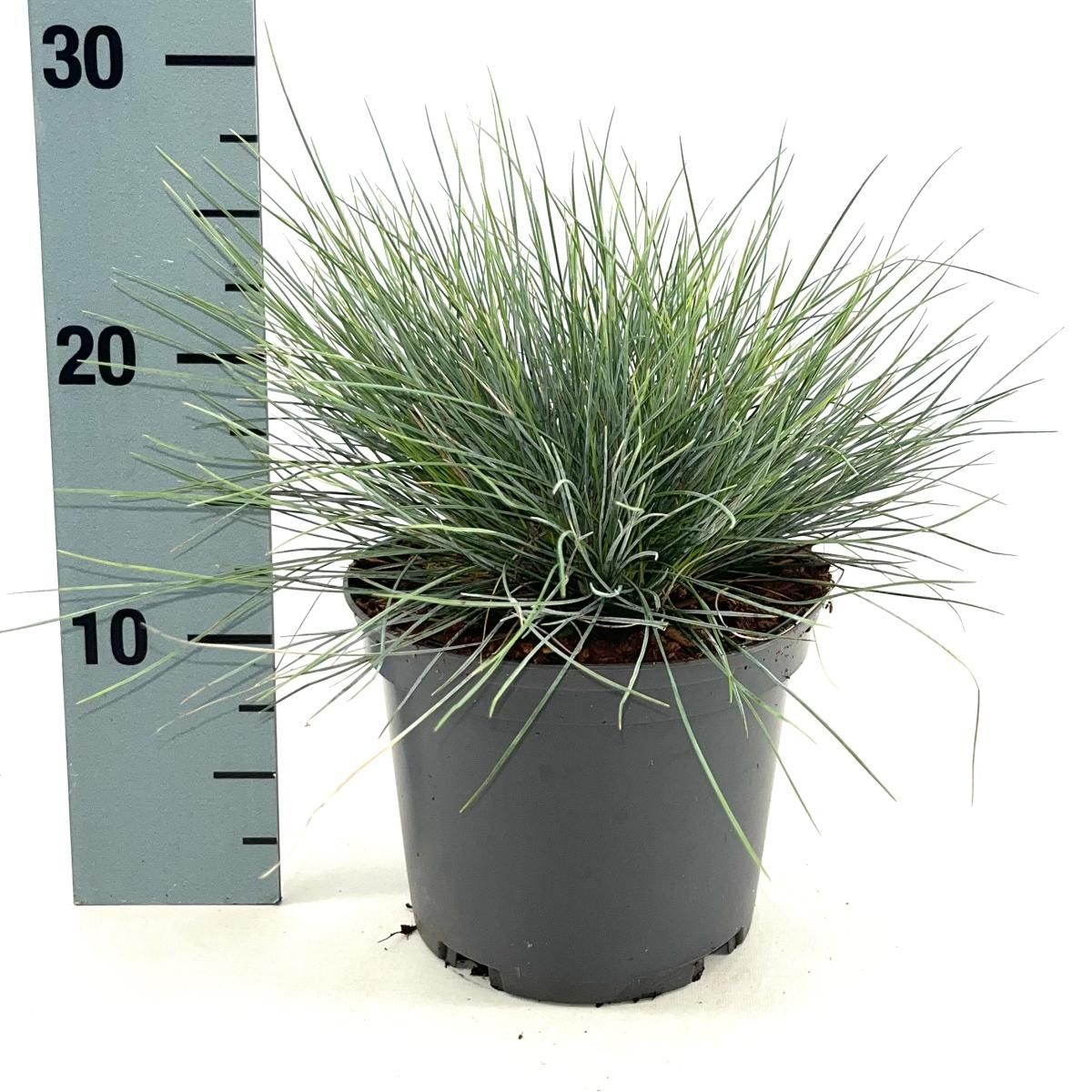 Festuca glauca 'Elijah Blue' — Plant Wholesale FlorAccess