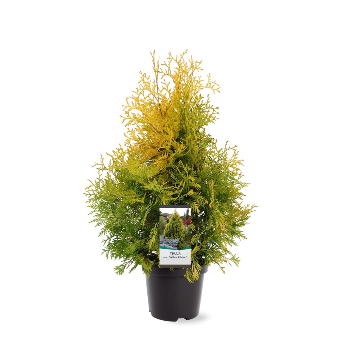 Thuja occidentalis 'Yellow Ribbon' — Plant Wholesale FlorAccess