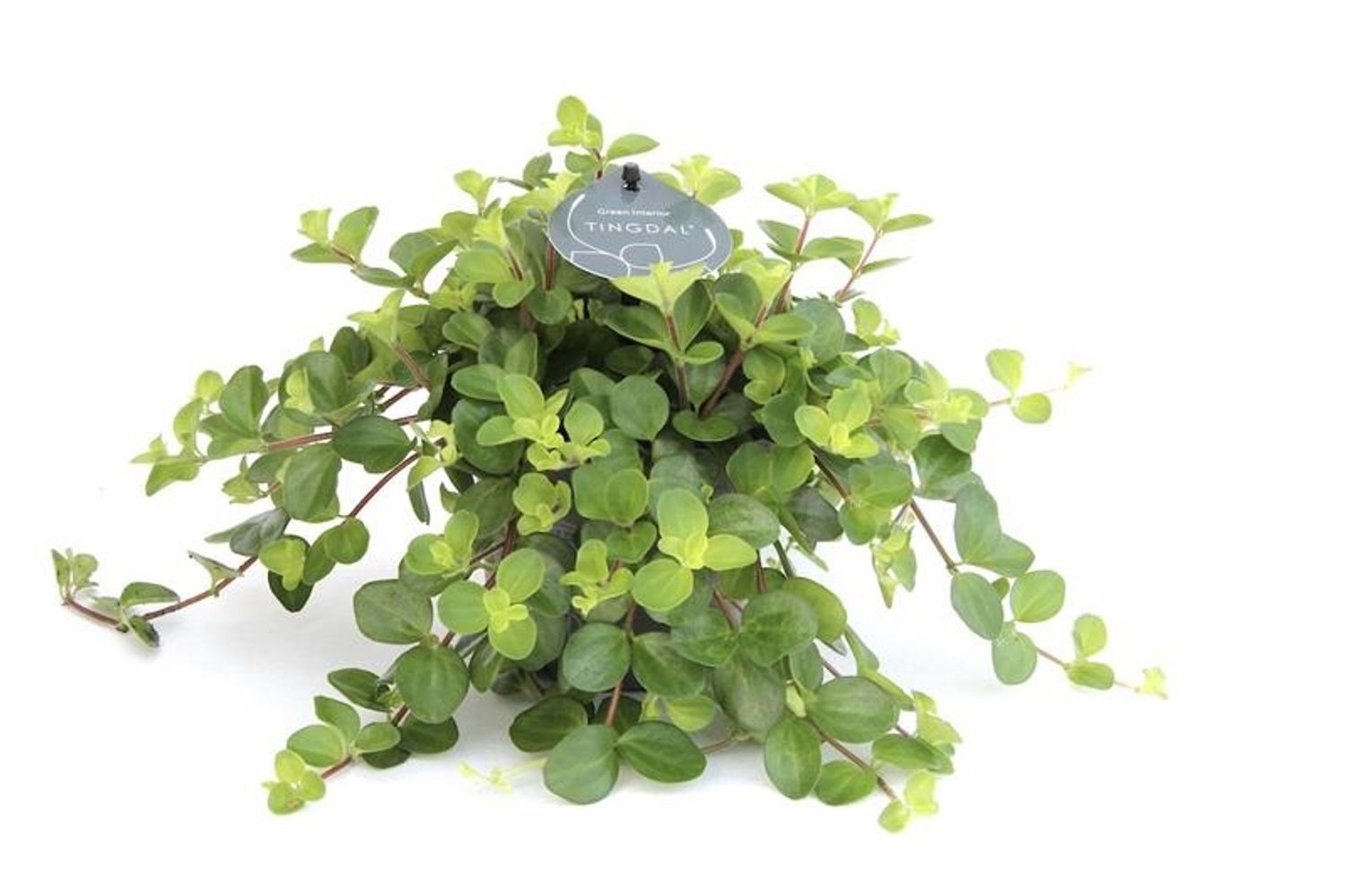 Peperomia rotundifolia — Plant Wholesale FlorAccess