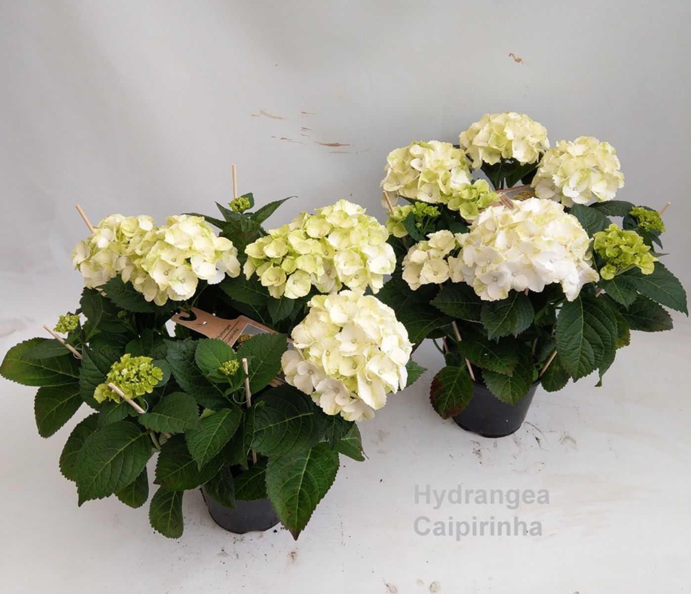Hydrangea macrophylla CAIPIRINHA — Plant Wholesale FlorAccess